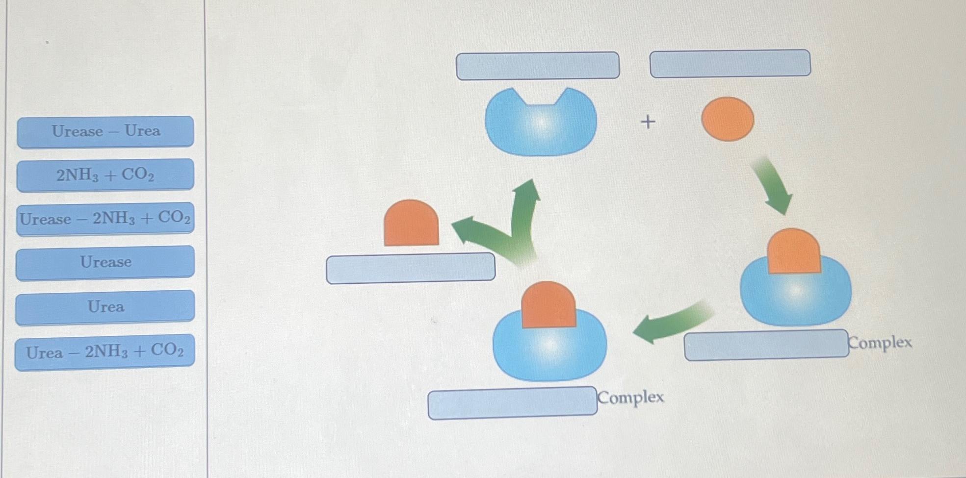 Solved Label the enzymatic reaction breakdown | Chegg.com