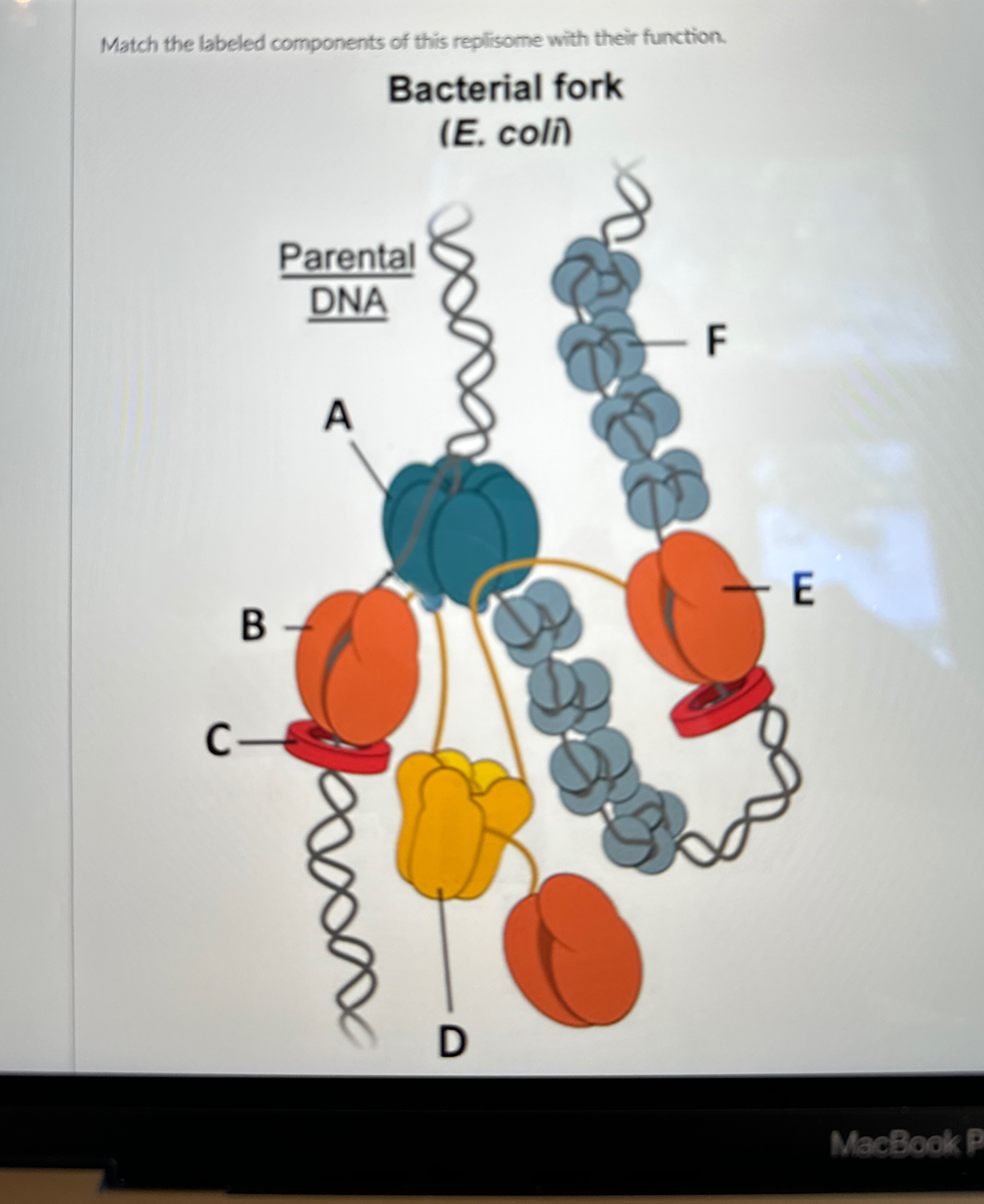 Solved Match the labeled components of this replisome with | Chegg.com
