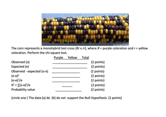 Solved The corn represents a monohybrid test cross (Rr×rr), | Chegg.com