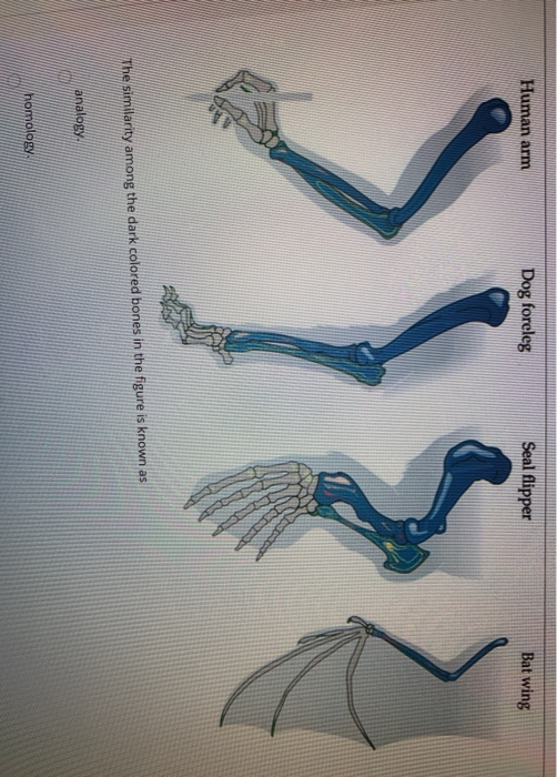 Solved Human arm Dog foreleg Seal flipper Bat wing The | Chegg.com