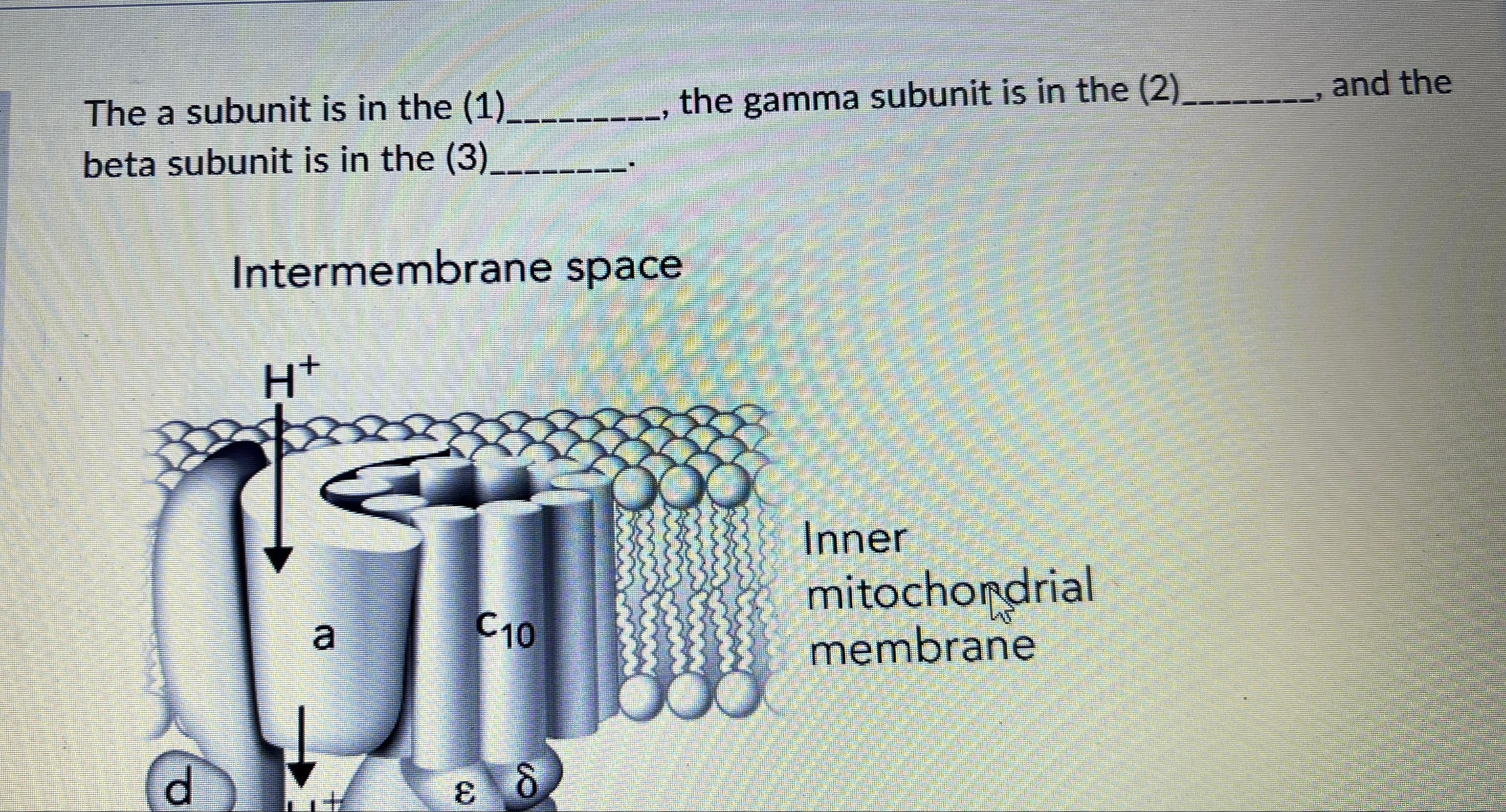 Solved The a subunit is in the (1) ﻿the gamma subunit is in | Chegg.com