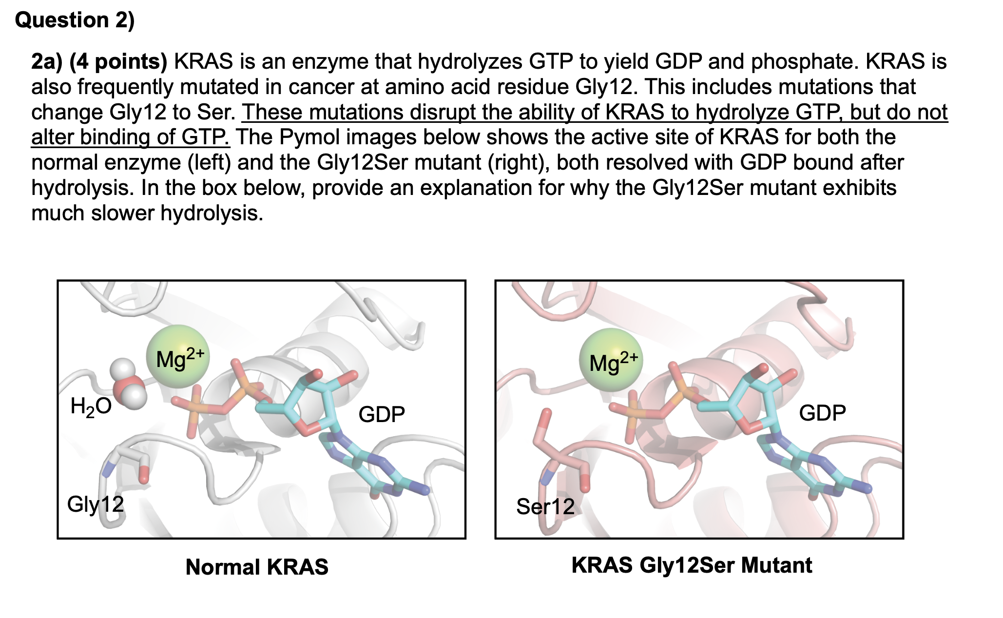 Solved KRAS is an enzyme that hydrolyzes GTP to yield GDP | Chegg.com
