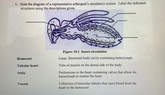 Solved 1. Note the diagram of a representative arthropod's | Chegg.com