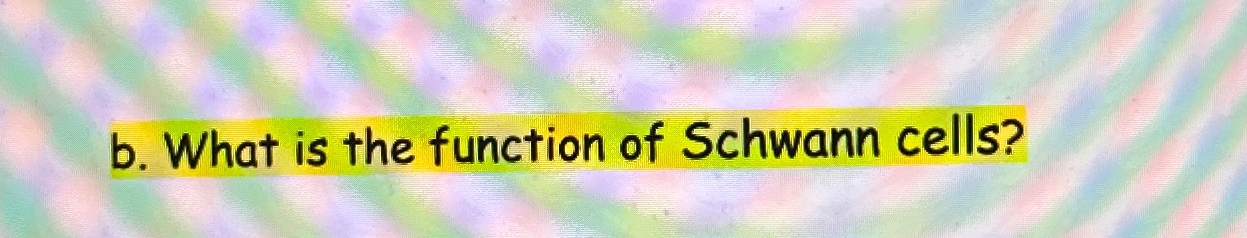 Solved b. ﻿What is the function of Schwann cells? | Chegg.com