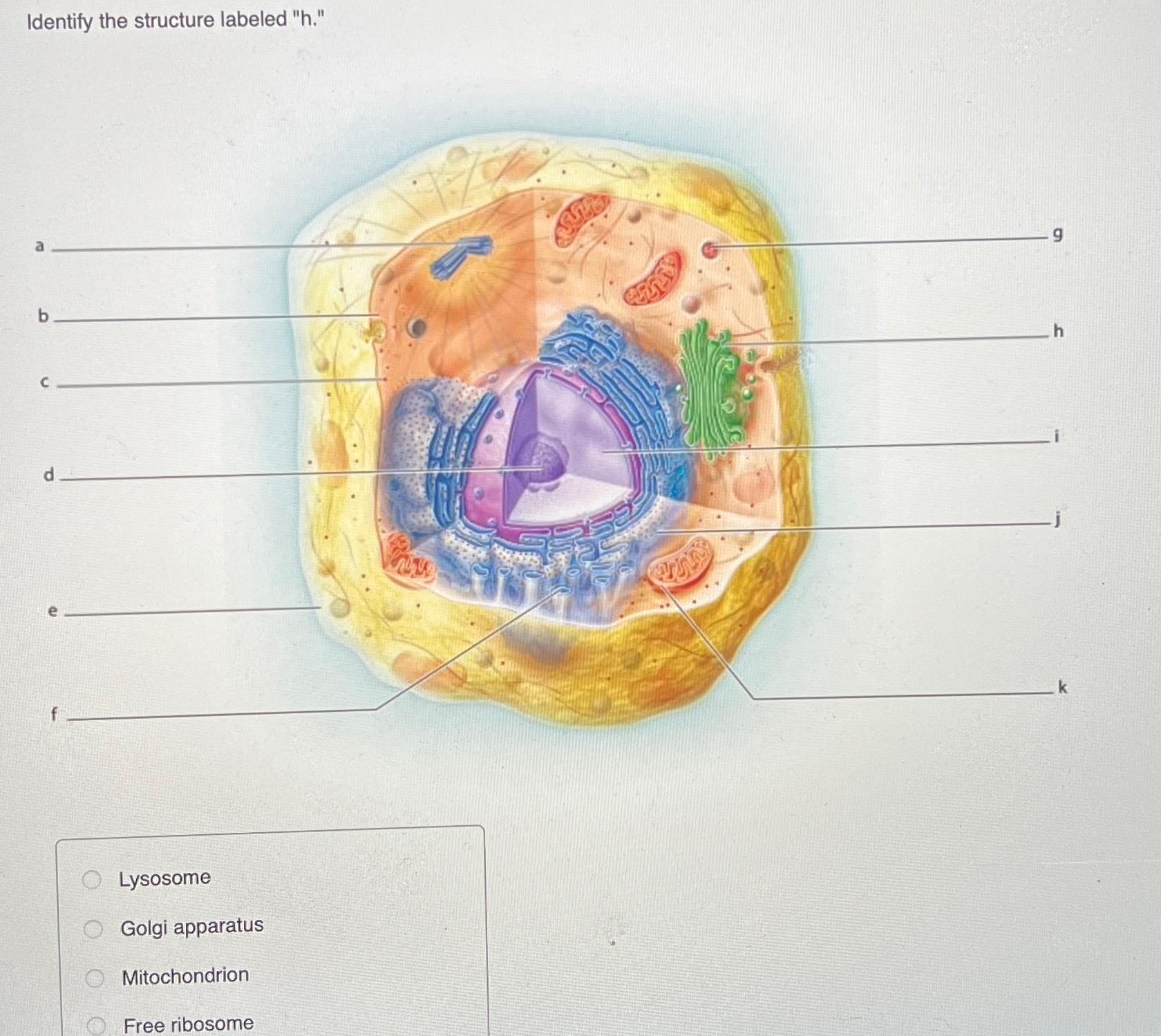 Solved Identify the structure labeled " h."LysosomeGolgi | Chegg.com