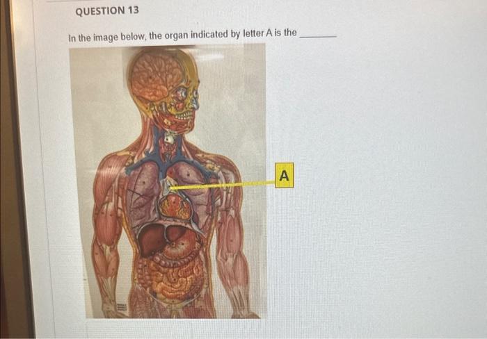 Solved In the image below, the organ indicated by letter A | Chegg.com