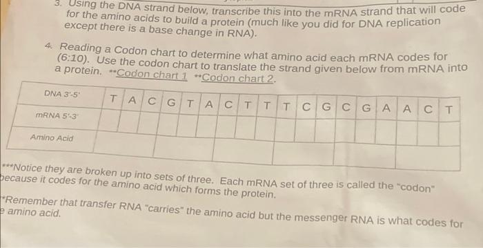 Solved 3. Using the DNA strand below, transcribe this into | Chegg.com