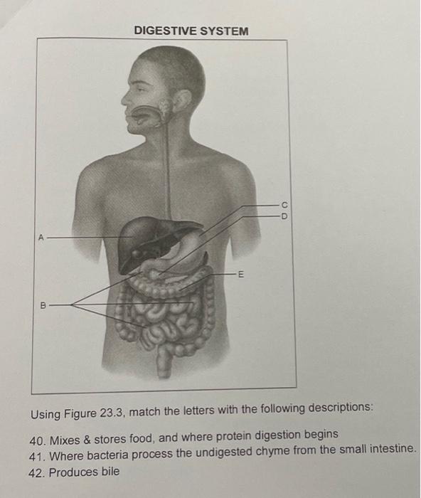 Solved Using Figure 23.3, match the letters with the | Chegg.com