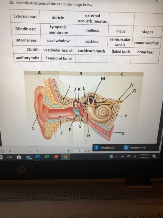 Solved 15. Identify structures of the ear in the image | Chegg.com