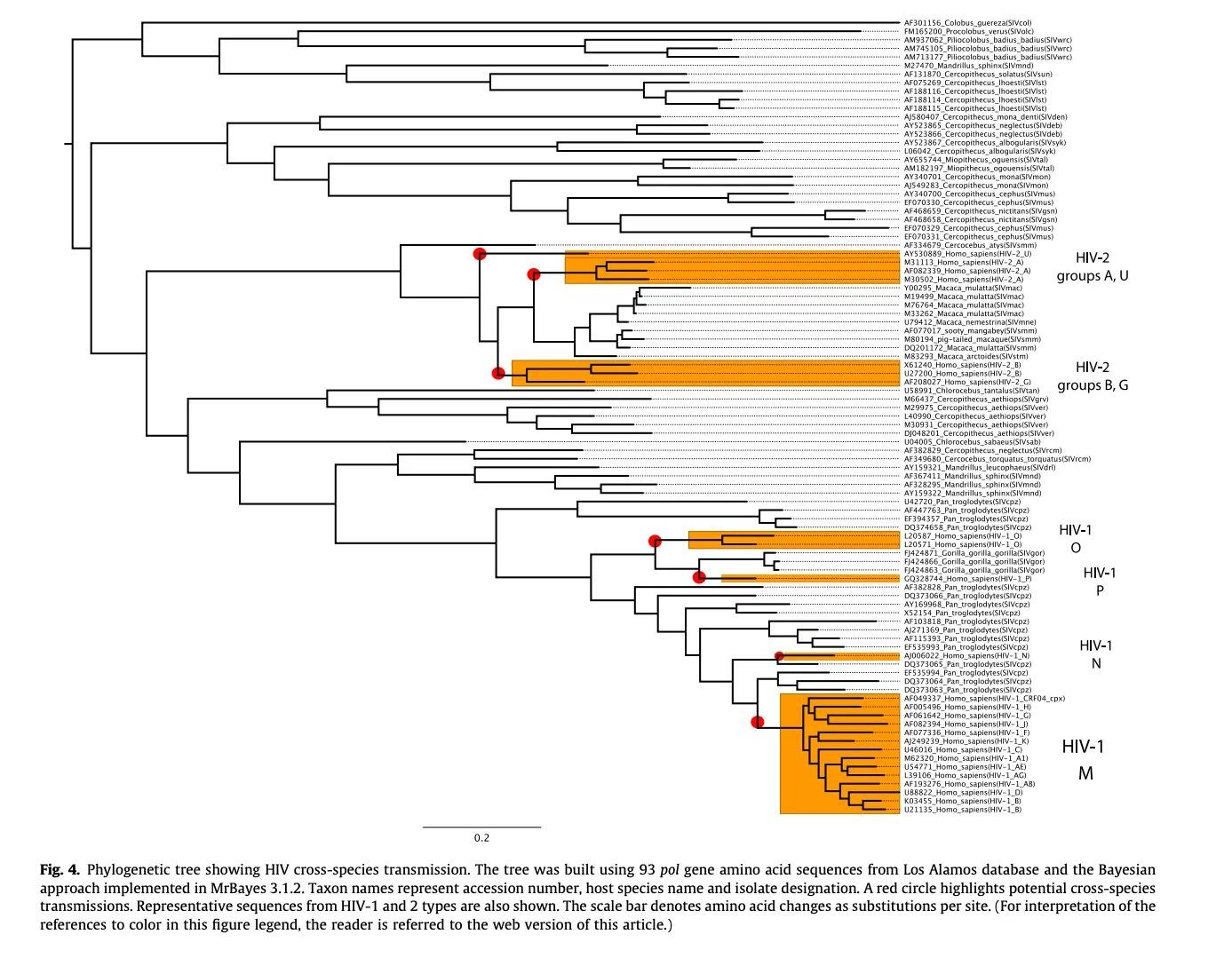 Solved Out of gag, pol and env genes in HIV, is pol gene | Chegg.com