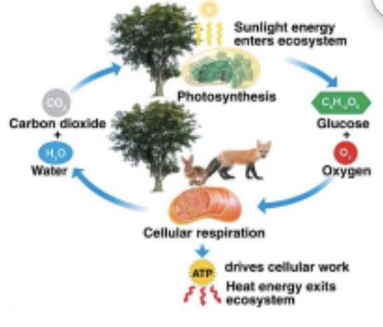 Solved Please explain how cellular respiration and | Chegg.com