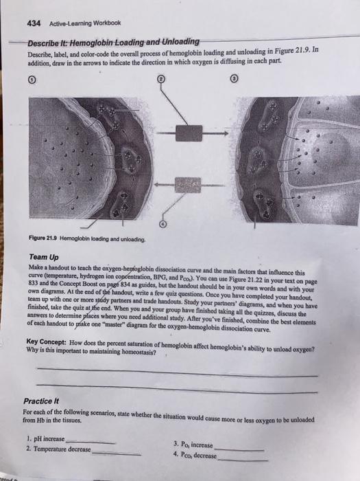 Solved 434 Active-Learning Workbook Describe It: Hemoglobin | Chegg.com