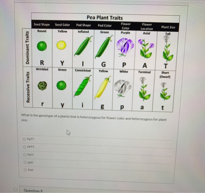 Solved Seed Shape Seed Color Pea Plant Traits Flower Pod | Chegg.com