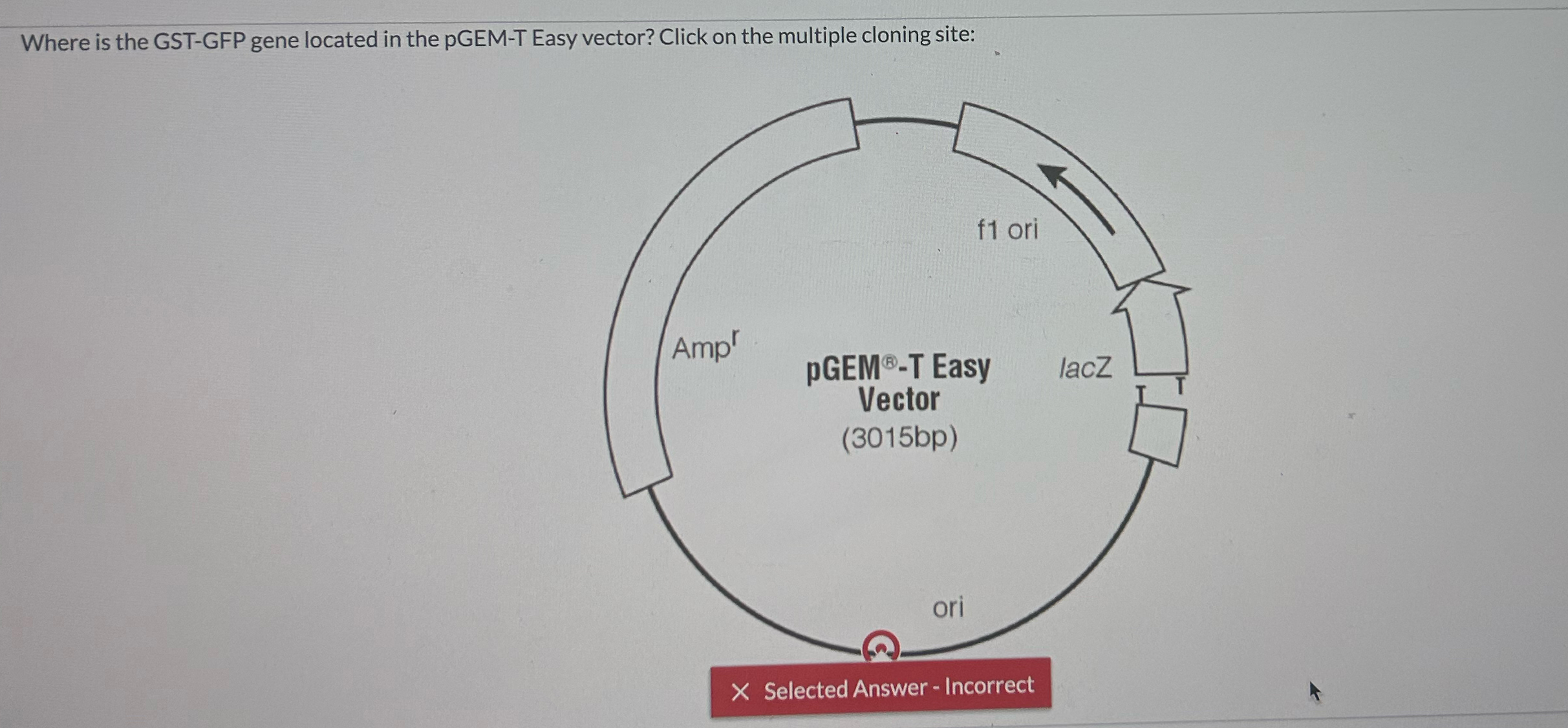 Where is the GST-GFP gene located in the pGEM-T Easy | Chegg.com