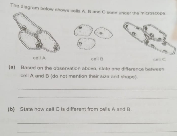 Solved The diagram below shows cells A, ﻿B and C seen under | Chegg.com