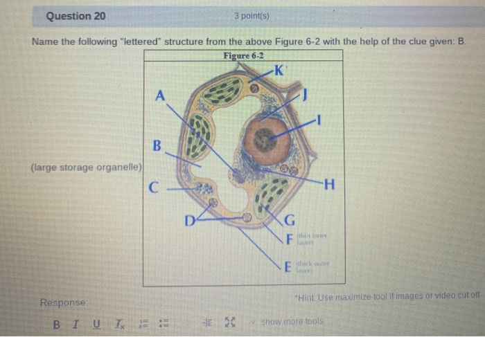 Solved Question 20 3 points) Name the following "lettered" | Chegg.com