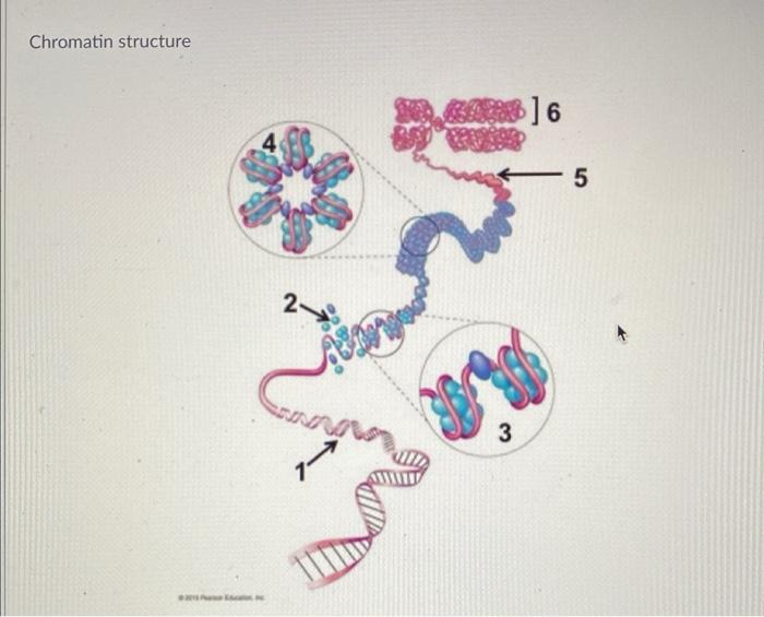 Solved Chromatin structure [ Choose ] Histone proteins | Chegg.com