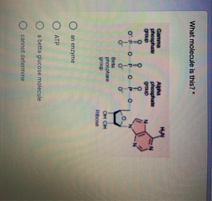 Solved What molecule is this? Gamma phosphate Alpha | Chegg.com