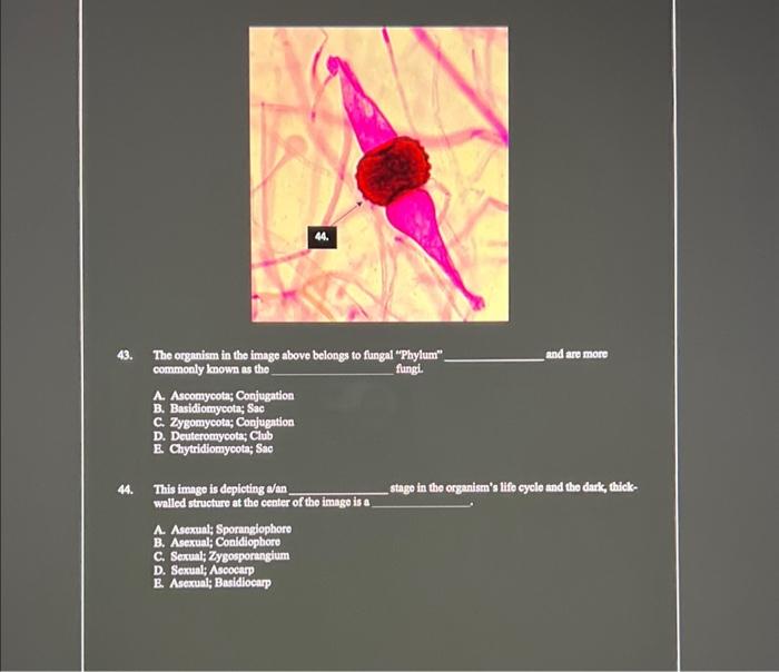 Solved 43. The organism in the image above belongs to fungal | Chegg.com