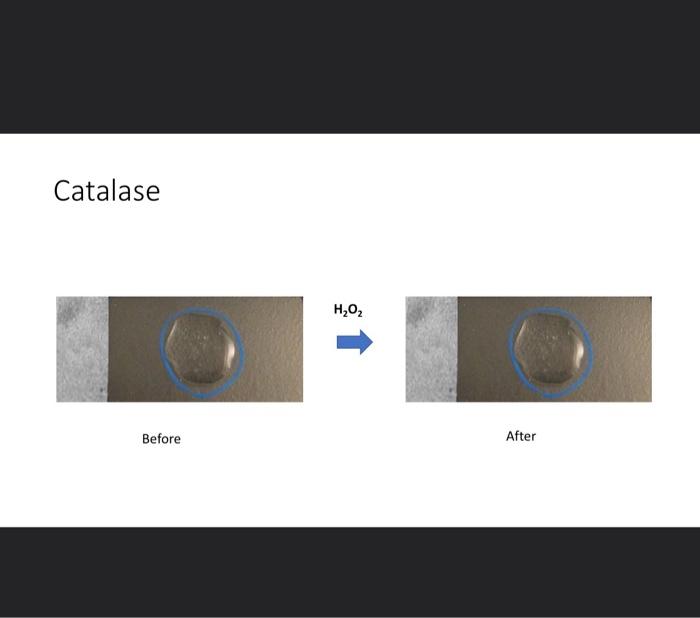 Catalase Before After TEST MEDIA REQUESTED NOTES: | Chegg.com