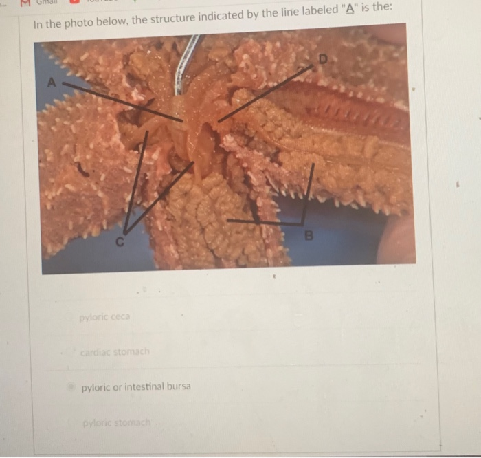 Solved In the photo below, the structure indicated by the | Chegg.com