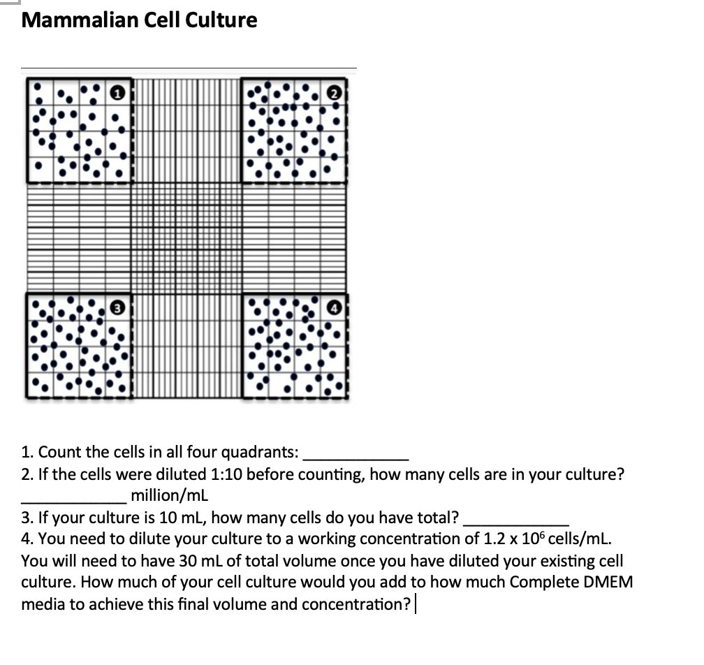 Solved Mammalian Cell CultureCount the cells in all four | Chegg.com