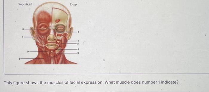 Solved This figure shows the muscles of facial expression. | Chegg.com