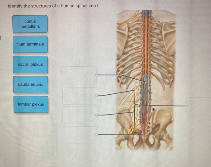 Solved Identify the structures of a human spinal cord. conus | Chegg.com