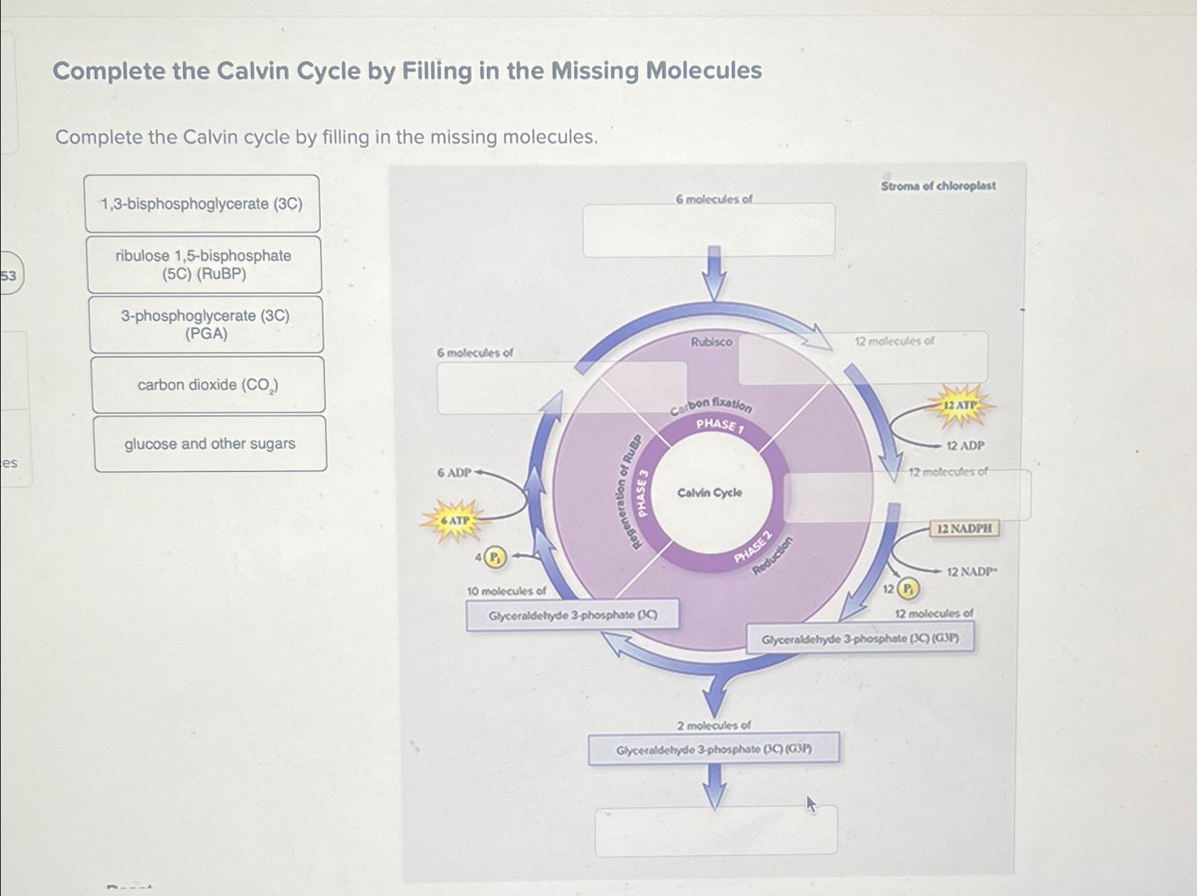 Solved Complete the Calvin Cycle by Filling in the Missing | Chegg.com