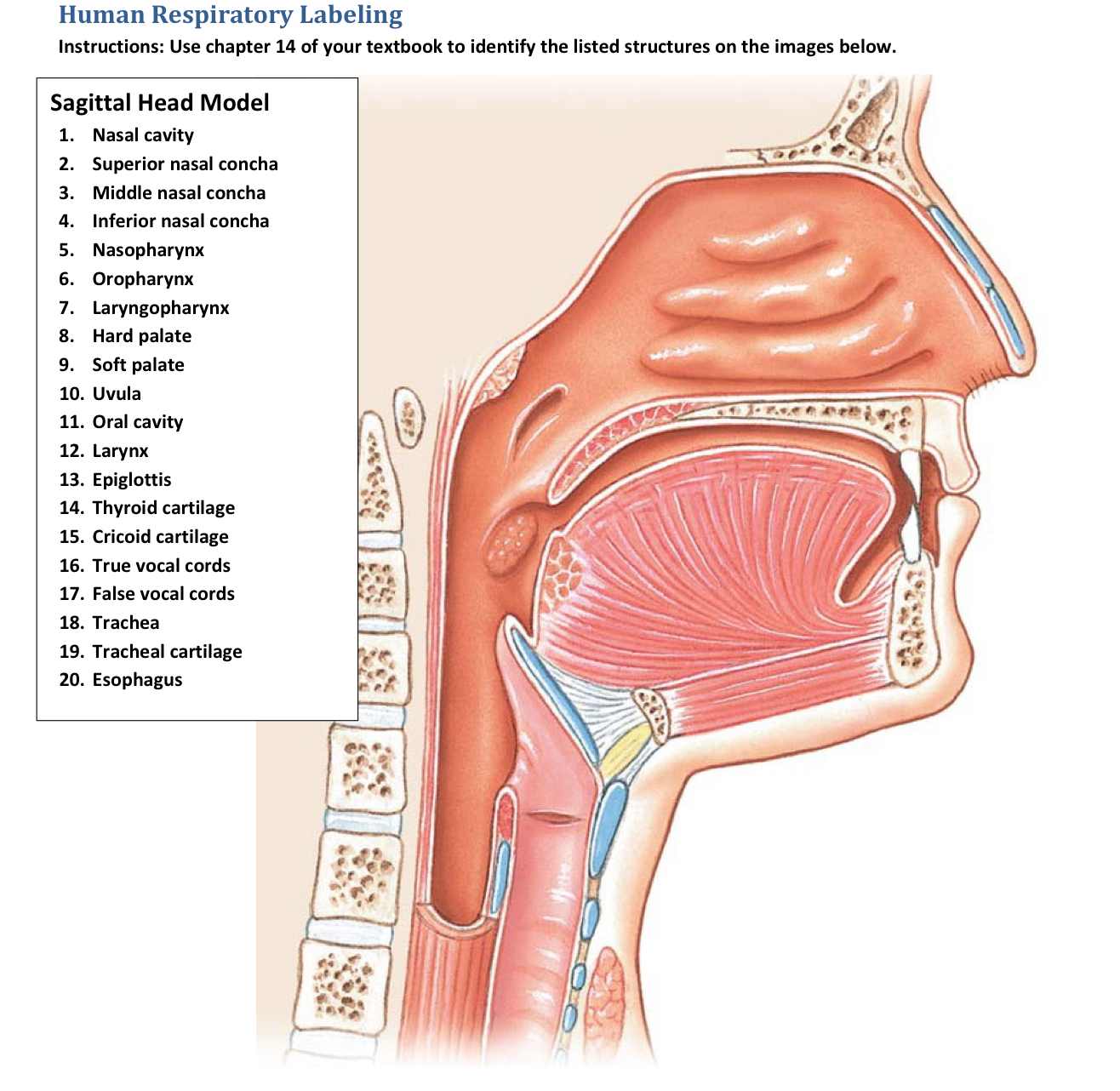 Solved Human Respiratory LabelingInstructions: Use chapter | Chegg.com