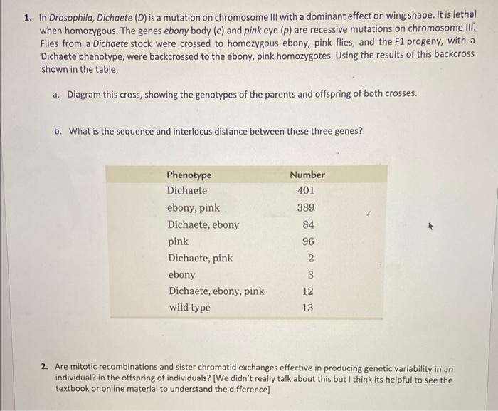 Solved 1. In Drosophila, Dichaete (D) is a mutation on | Chegg.com