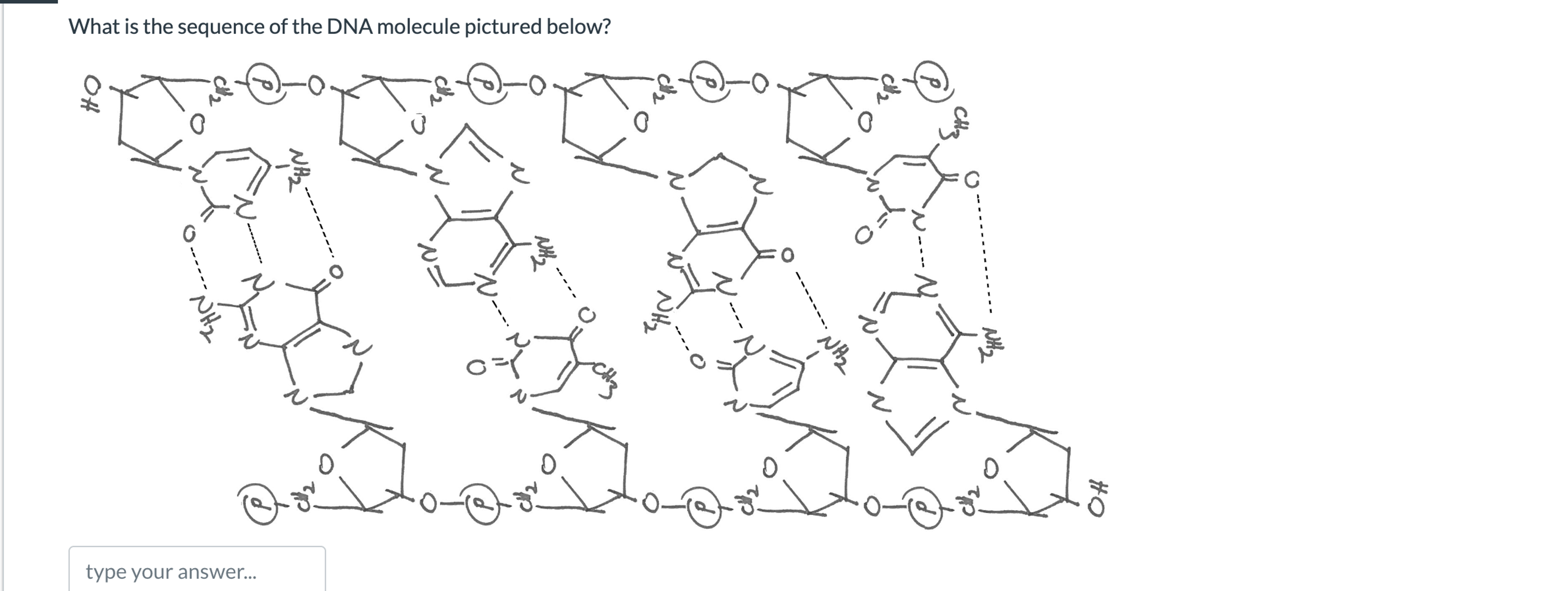 Solved What is the sequence of the DNA molecule pictured | Chegg.com