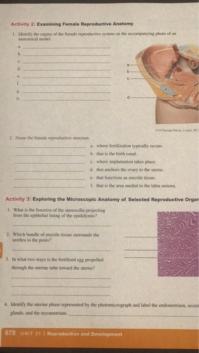 Solved Activity 2: Examining Female Reproductive Anatomy 1. | Chegg.com