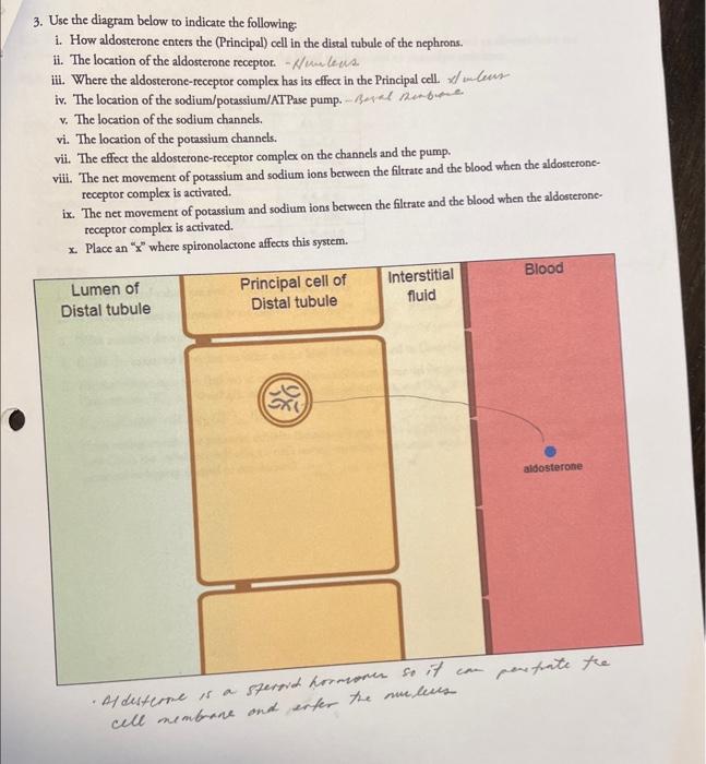Solved 3. Use the diagram below to indicate the following: | Chegg.com