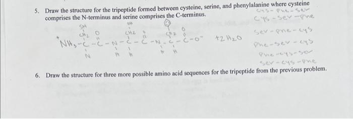 Solved 5. Draw the structure for the tripeptide formed | Chegg.com