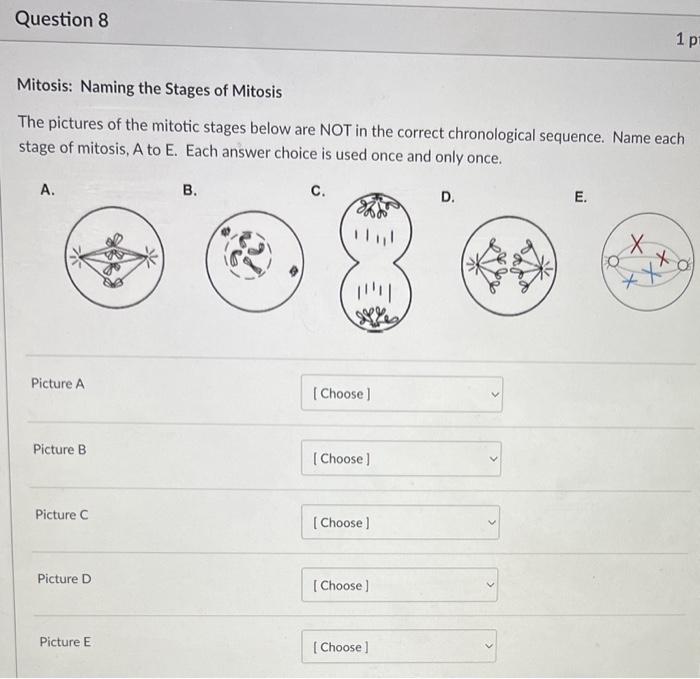 Solved Mitosis; Sequence of Stages Number the names of the | Chegg.com