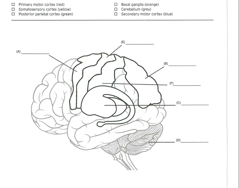 Solved Primary motor cortex Somatosensory cortex Basal | Chegg.com