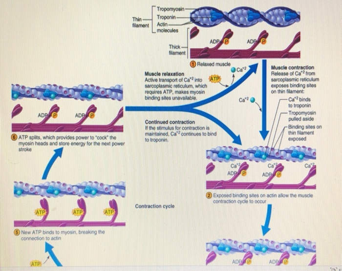 Solved Thin filament Tropomyosin Troponin Actin molecules | Chegg.com