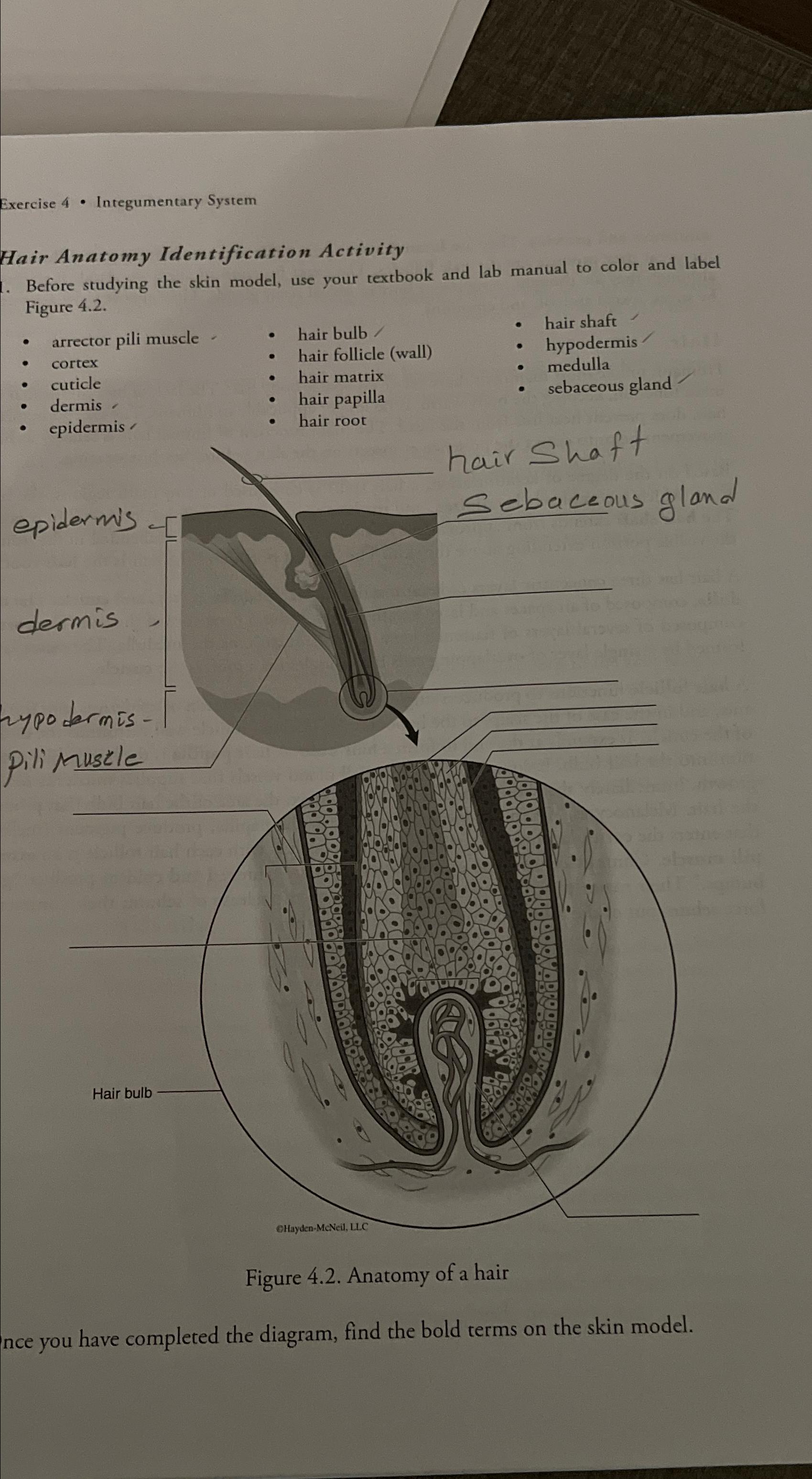 Solved Exercise 4* ﻿Integumentary SystemHair Anatomy | Chegg.com