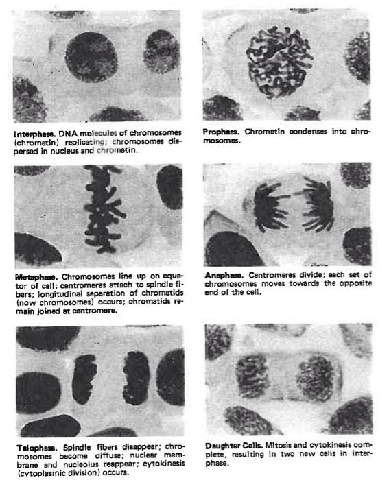 Solved 1. Observe the human karyotypes. How do you | Chegg.com