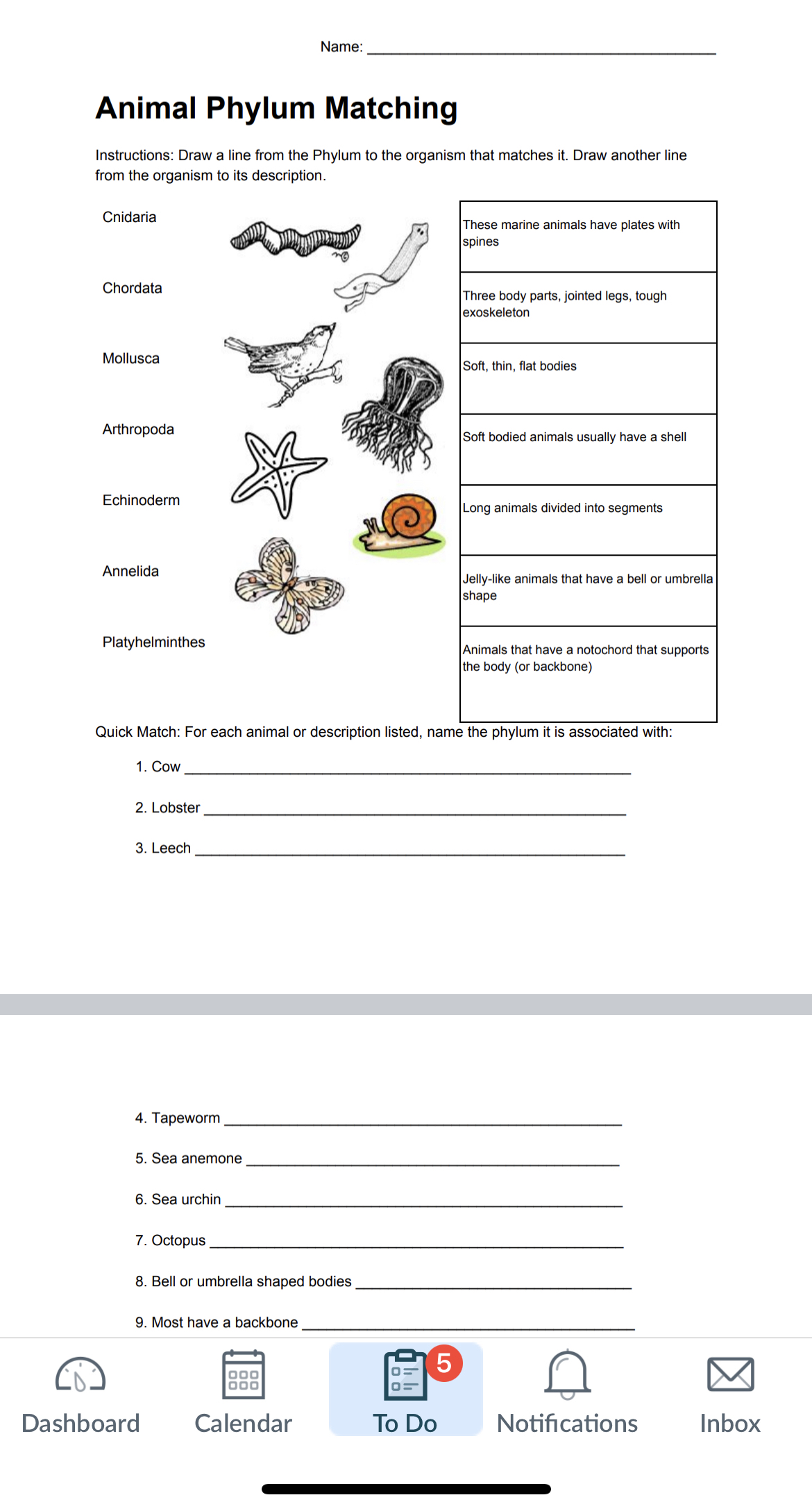 Solved Name:Animal Phylum MatchingInstructions: Draw a line | Chegg.com