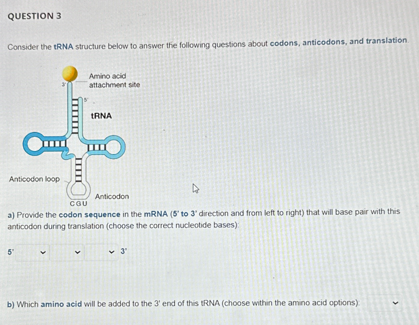 Solved QUESTION 3Consider the tRNA structure below to answer | Chegg.com