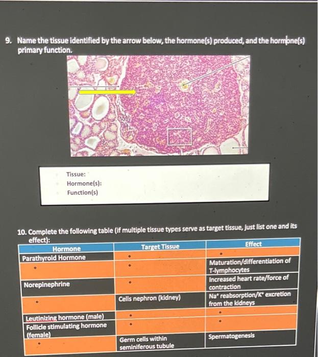 Solved 9. Name the tissue identified by the arrow below, the | Chegg.com