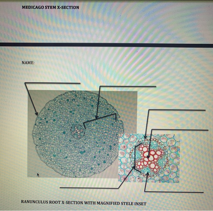 Ranunculus Root Cross Section Labeled