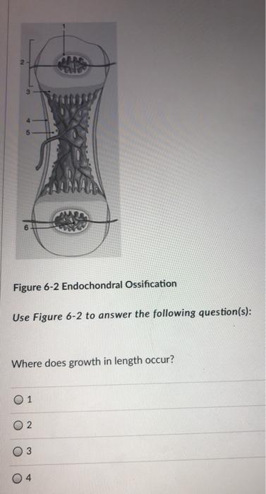 Solved 2 Figure 6-2 Endochondral Ossification Use Figure 6-2 | Chegg.com Solved 2 Figure 6-2 Endochondral Ossification Use Figure 6-2 | Chegg.com