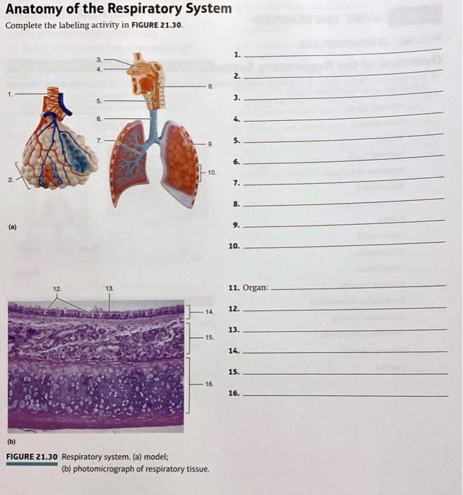 Solved Anatomy of the Respiratory System Complete the | Chegg.com
