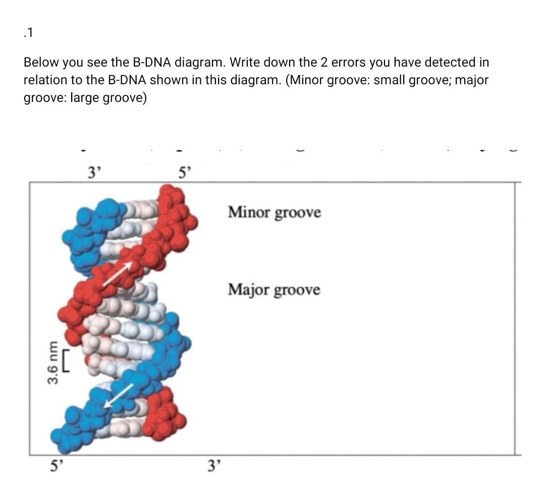 Solved .1 Below you see the B-DNA diagram. Write down the 2 | Chegg.com