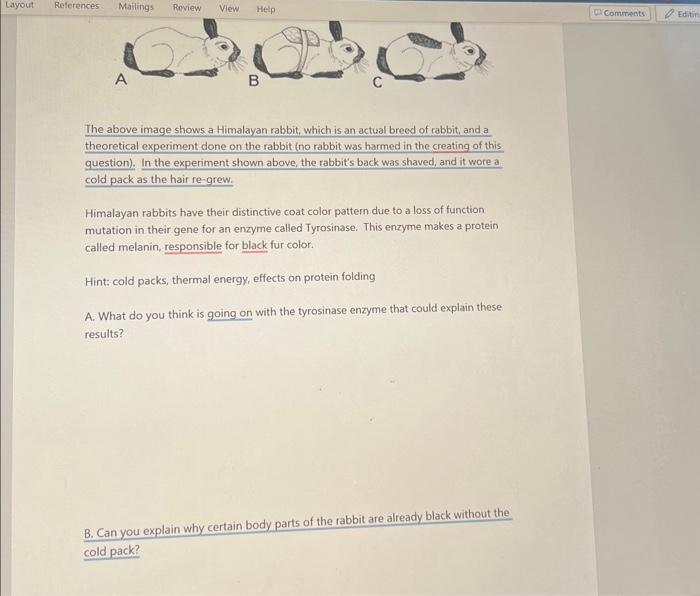 Solved The above image shows a Himalayan rabbit, which is an | Chegg.com