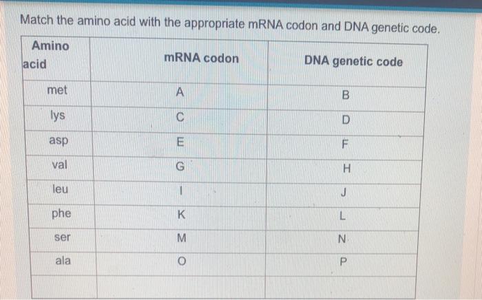 Solved Match the amino acid with the appropriate mRNA codon | Chegg.com