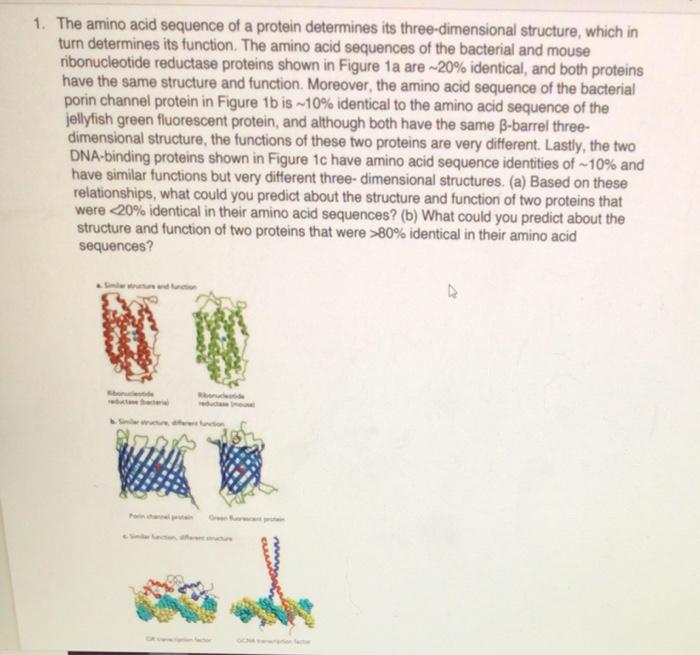 Solved 1. The amino acid sequence of a protein determines | Chegg.com